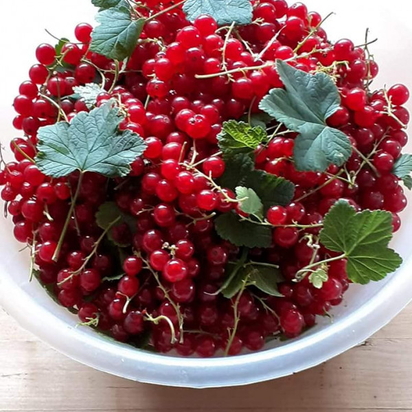 Forage and Feast » Harts Barn Cookery School